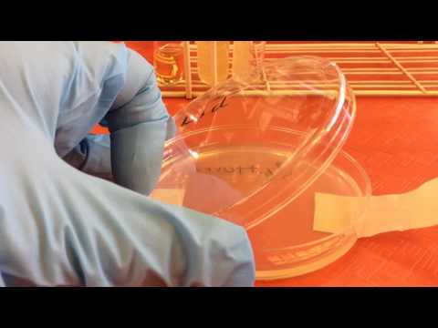 Bio 440 General Microbiology Lab: Chapter 2 Media & Equipment