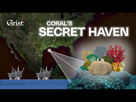 One of the world’s healthiest coral reefs is in an oil field