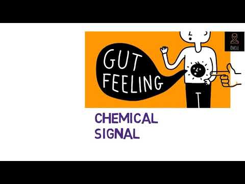Fact on GUT FEELING interesting fact in hindi in HD | Gut feeling interesting facts in hindi in hd