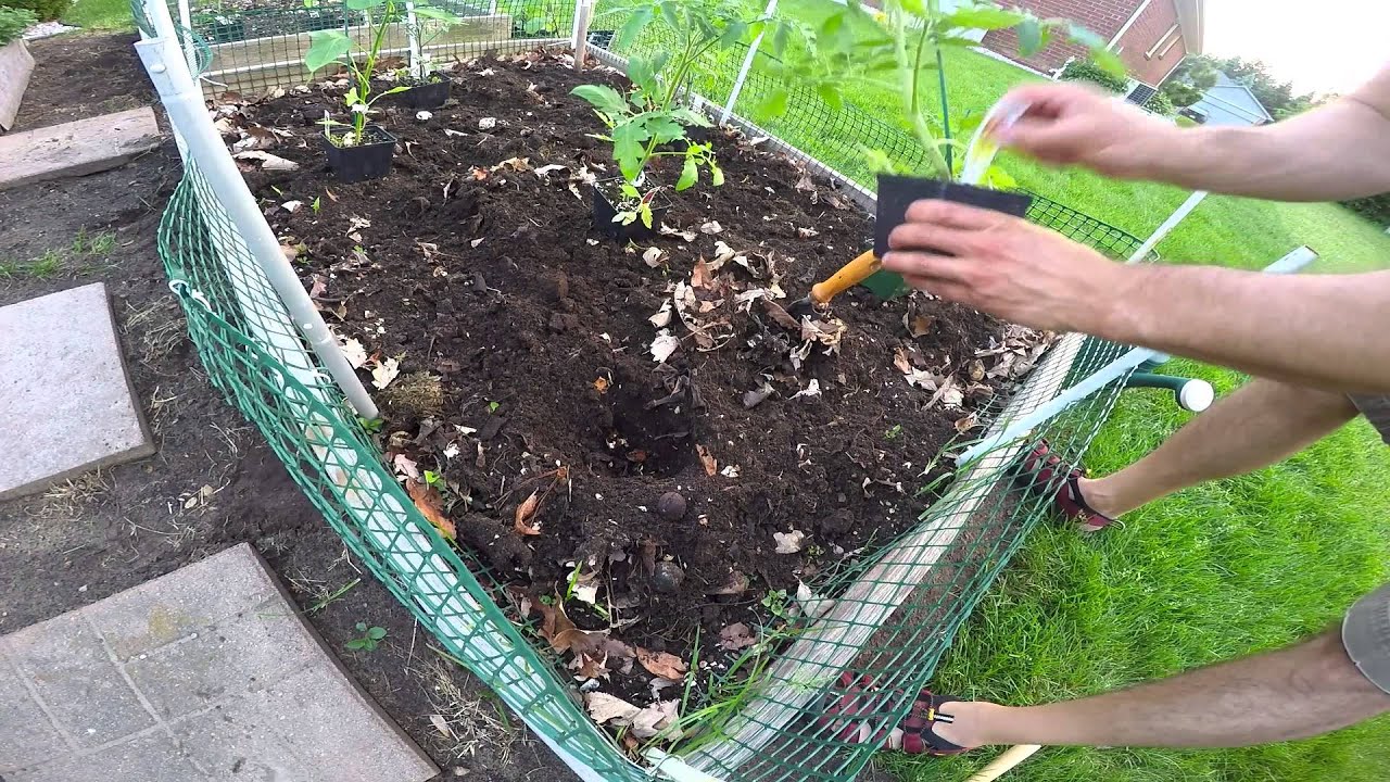 Vegetable Garden 2015