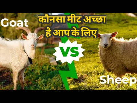 Which Meat is better Goat or Sheep | lamb meat vs goat meat taste, Nutrients 🍖 etc In Hindi