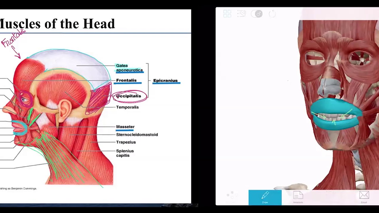 AP1 Lab Exam 3 (Muscular System)_ Detailed Discussion
