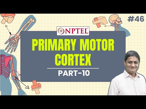 #46 Primary Motor Cortex | Part 10 | Neuroscience of Human Movement