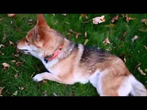 Adoptable Dogs: Diamond and Shentea
