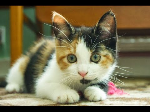 39 Cat Photos Collection Cute Kittens Images
