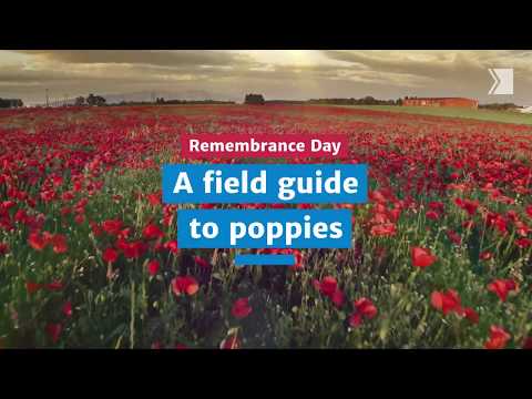 Remembrance Day: A field guide to poppies