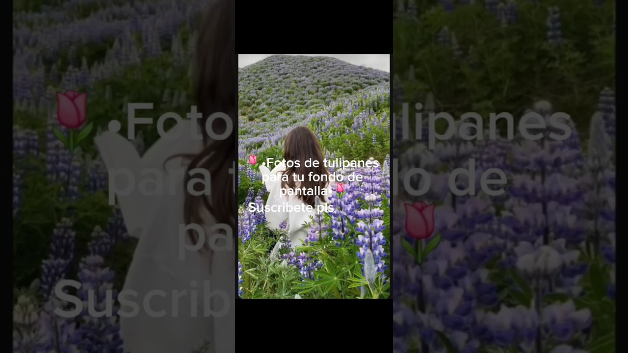 🌷•Fotos de tulipanes para tu fondo de pantalla•🌷