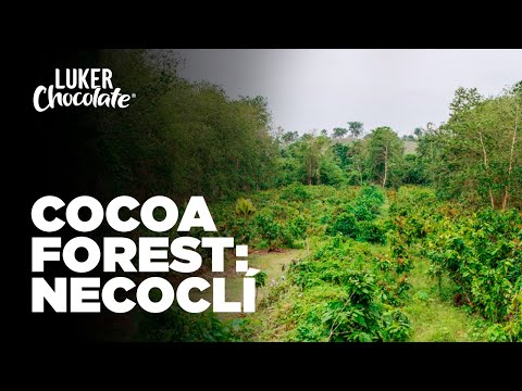 Chocolate Manufacturer: Necoclí Project