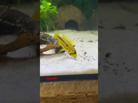 Baby shark Apistogramma Kakadu Dwarfcichlid #aquarium #aquarius #fish #apistogramma #babyshark