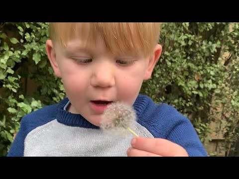 Baby and The Dandelion #shorts