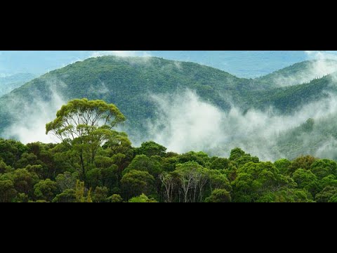Can tropical forests keep up with climate change. Richard Corlett (XTBG, China) - OCTF Seminar