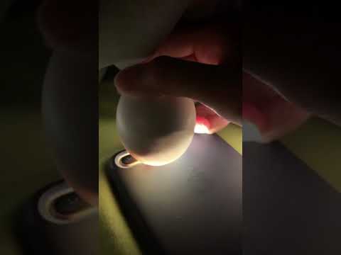 Hatching duck eggs day 25 broke the air sac