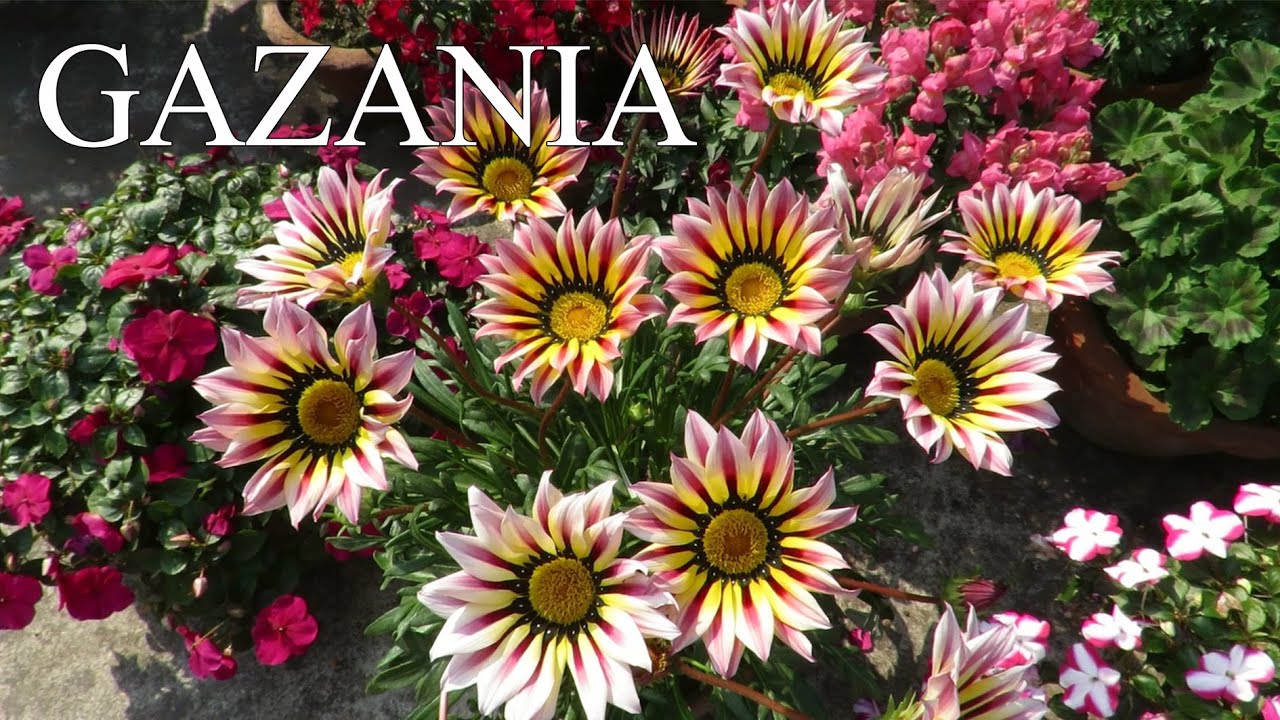 Gazania Flower Plant || Gazania Plant Care || How to Grow Gazanias