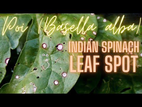 Leaf spots on Indian spinach/Malabar spinach/Poi (Basella alba) || 1080p 60fps