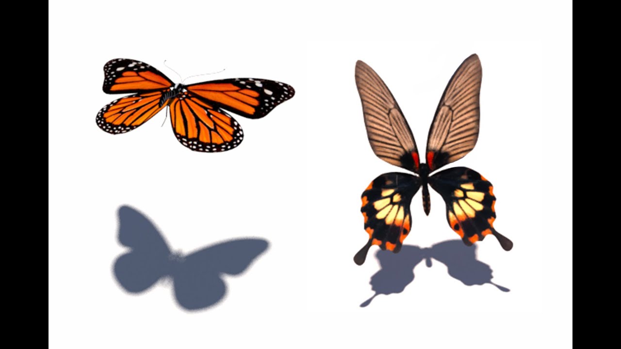A Practical Model for Realistic Butterfly Flight Simulation