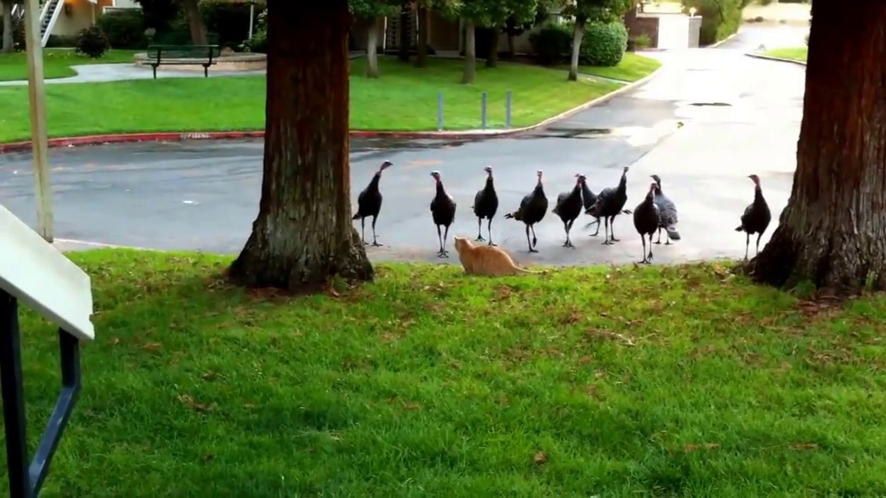 Gangster Turkeys attack Cat!!!!! RUN!!!!!!!!!!!!