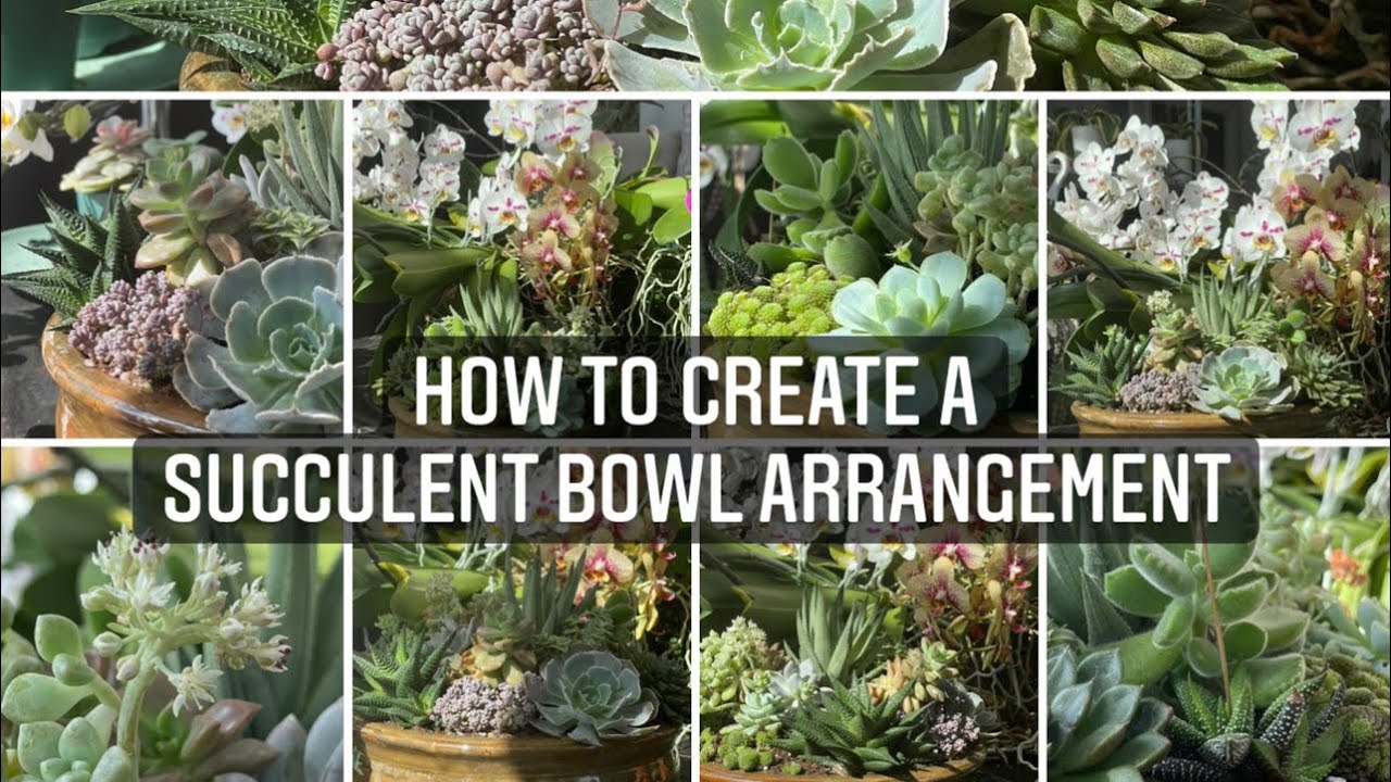 How to create a succulent bowl arrangement. #succulents