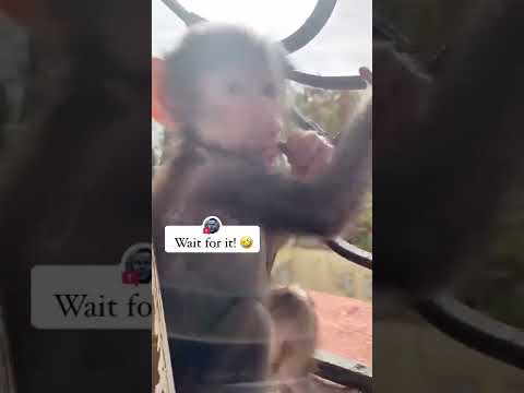 That Scream π #monkeymeme #shorts #memes