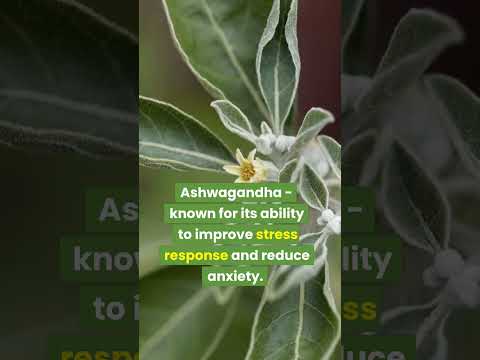 The Top 5 Adaptogenic Herbs