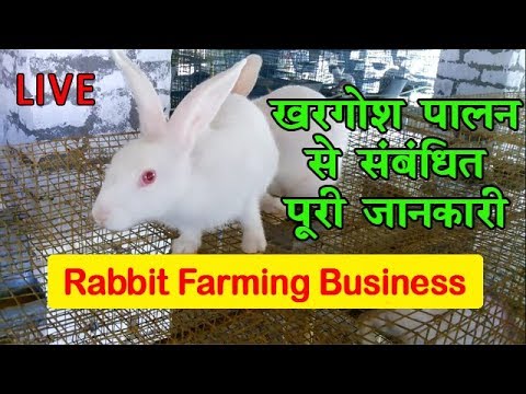 Rabbit Farming in India