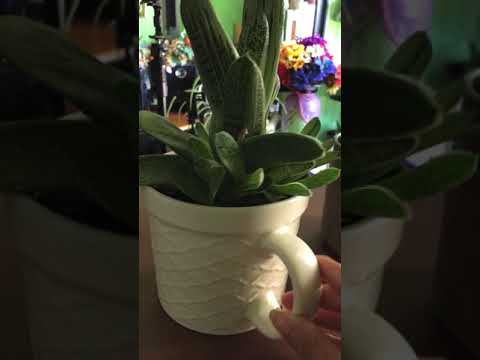 GASTERIA MINIMA / little warty succulent