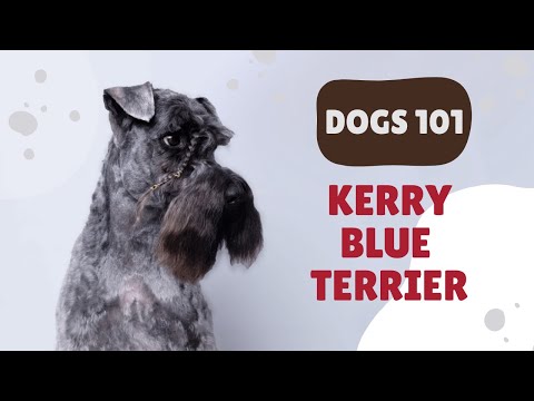Kerry Blue Terrier 101 - All You Need To Know About These Beautiful Dogs