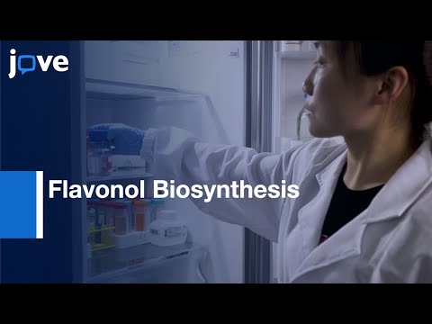 Flavonol Biosynthesis by Establishing a One-pot Bienzymatic Cascade | Protocol Preview