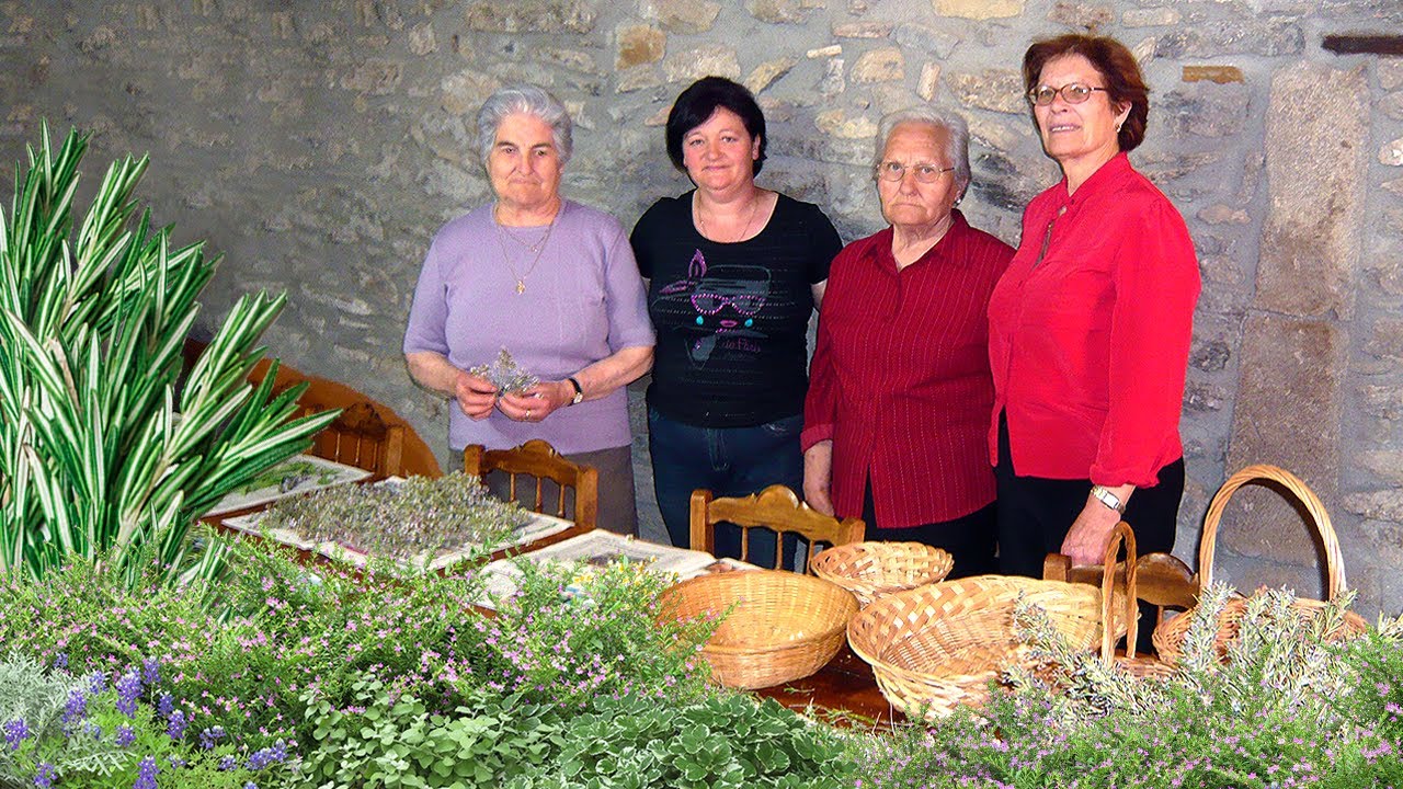 Recolección de PLANTAS SILVESTRES para su uso MEDICINAL, CULINARIO Y TERAPÉUTICO en el medio rural