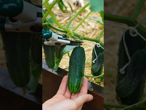 3 Tips For Growing Cucumbers π₯