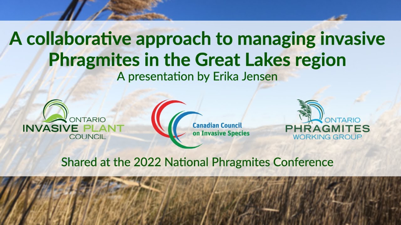 A collaborative approach to managing invasive Phragmites in the Great Lakes region