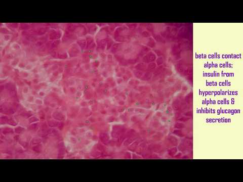 pancreatic alpha cells in diabetes
