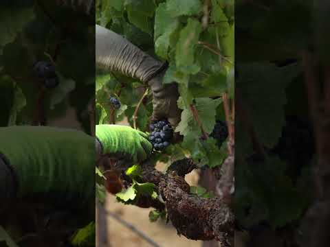 Harvest 2024 Throwback #wine #winemaking #harvest #sonomacounty