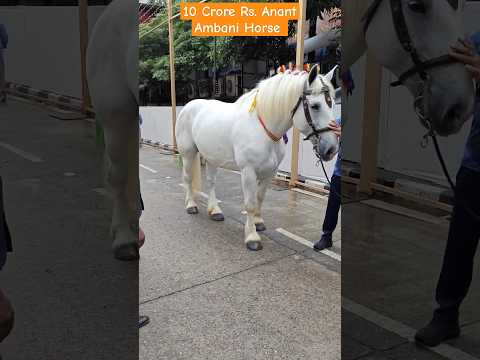 10 Crore Rs. Anant Ambani Horse at Anant Ambani Wedding #shortvideo #ambaniwedding