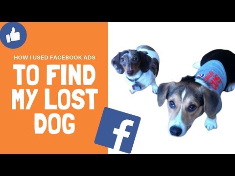 How I Found My Lost Dog Using Facebook Ads (True Story)
