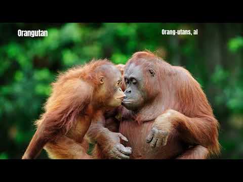 Animals That Start With O 20 Outstanding Animals
