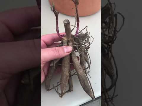 How to pot up/plant dahlia tubers 🌸//NOVICE GARDEN