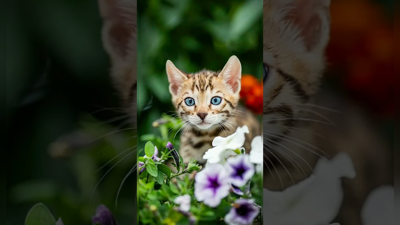 Beautiful pictures 😍 l New wallpaper photo ll  #shots #bautiful #viralvideo .