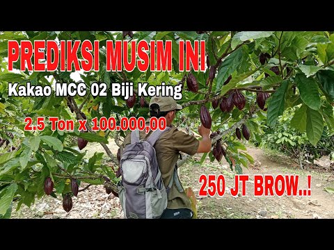 TAMBAH SEMANGAT BERKEBUN KAKAO KALAU BEGINI... ❗1 Hektar 800 Pokok Kakao