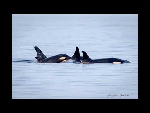 Bilder och filmer från späckhuggar­möten på västkusten – Natursidan