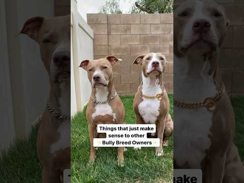 Things that make sense to other bully breed owners #dogs #pitbulls #cuteness #short #funny #doggos