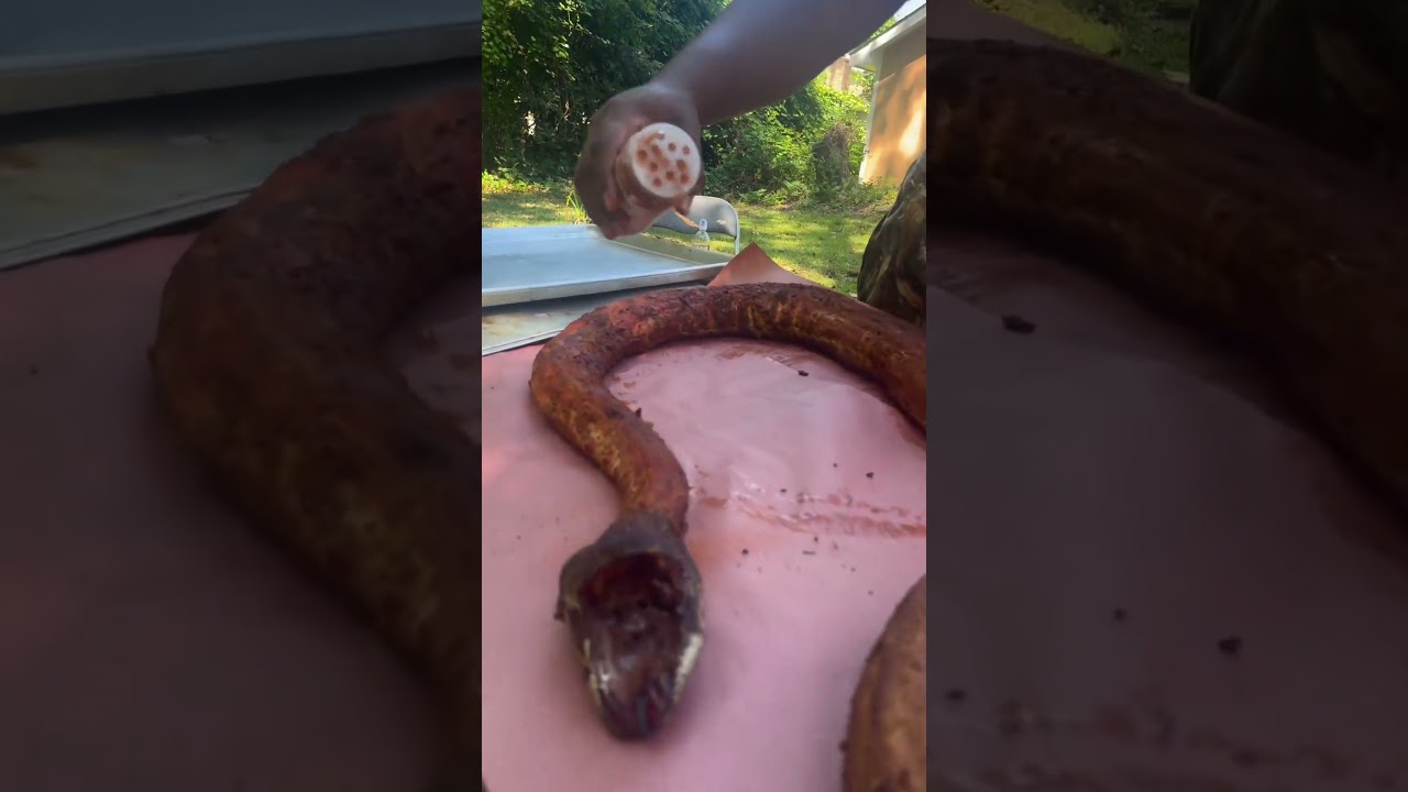 Smoked Python #taylorswift ❤️ #dolly Parton  song ideas