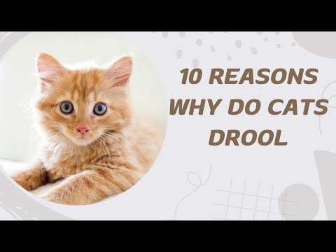 10 Reasons Why Do Cats Drool