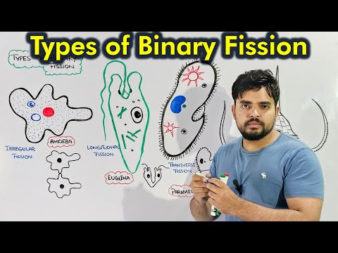 Types of Binary Fission: Irregular, Transverse, Longitudinal and Oblique Fission