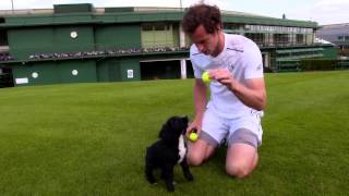 Some Puppies Came To Visit Andy Murray At Wimbledon