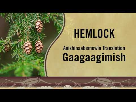 Connecting with Nature: Anishinaabemowin Translations