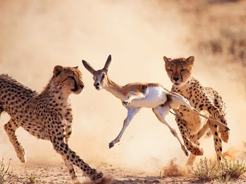 Amazing videos of the world 2018 1080p HD