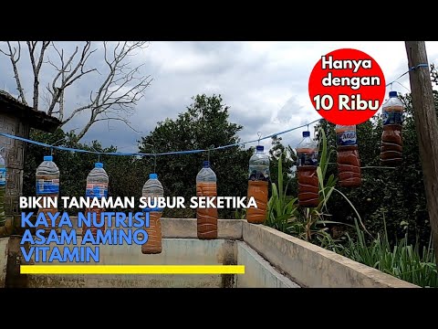 Membuat Sendiri Pupuk Organik Cair | Bakteri Fotosintetis (PSB)