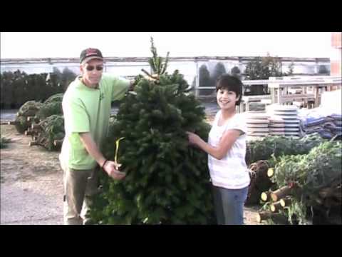 Country Gardens Nursery Christmas Trees