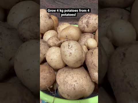 4 kg potatoes from 4 potatoes | Potato growing tips in description | Potato harvesting