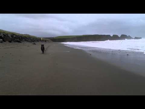 Running dog on the beach 1-6-2015